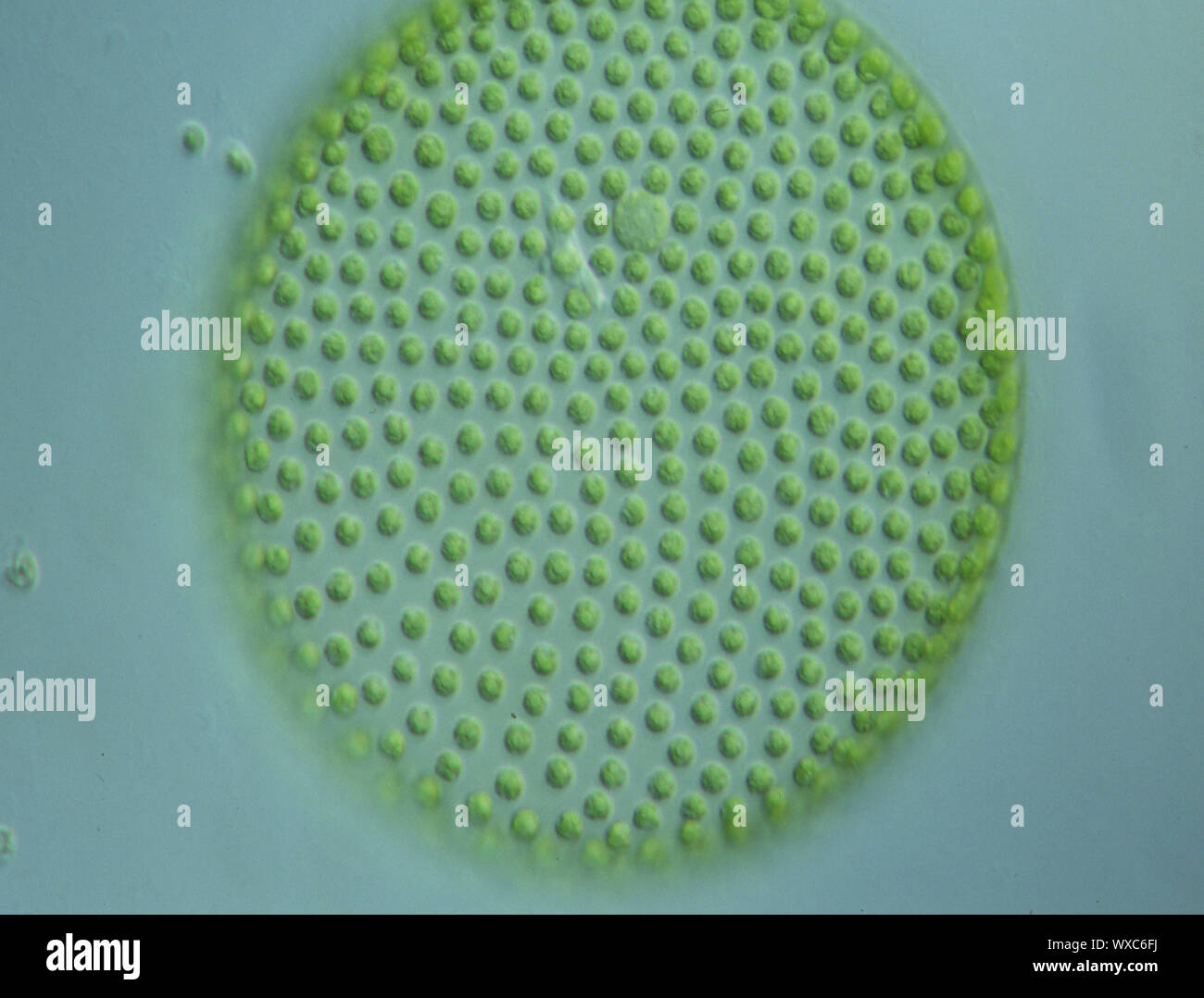 Green algae microscope hi-res stock photography and images - Alamy
