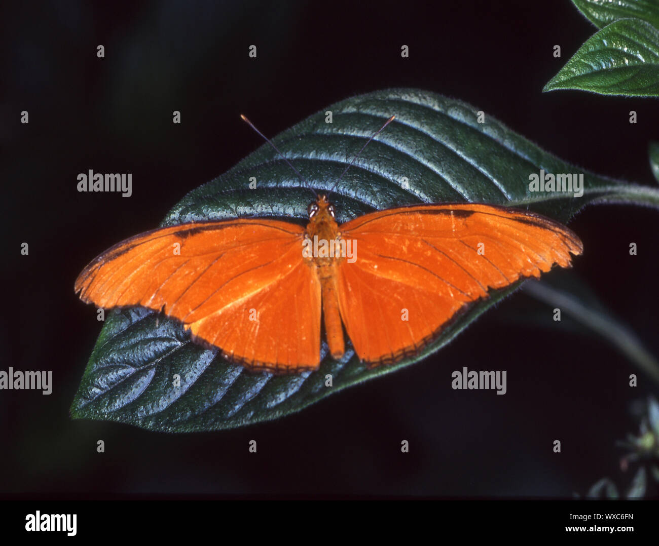 Lady flutter hi-res stock photography and images - Alamy