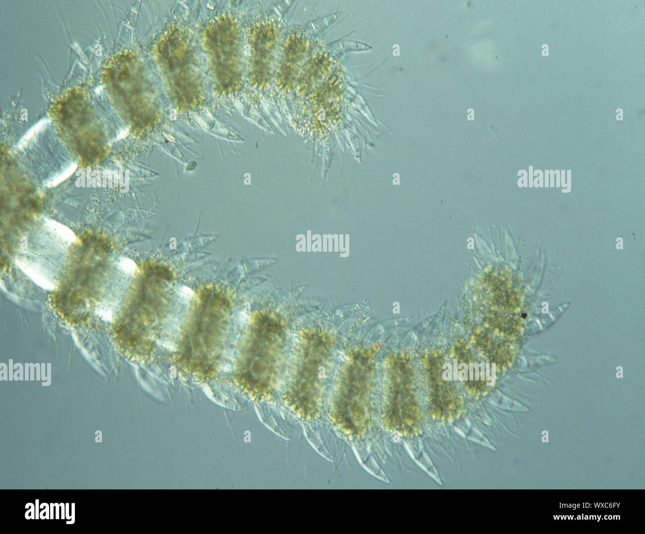 Sea red algae in the water under the microscope 100x Stock Photo - Alamy