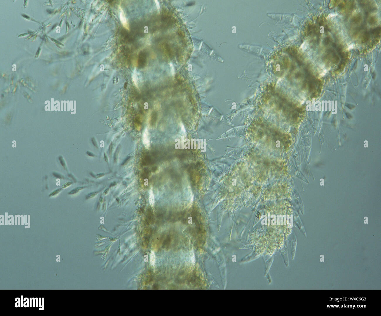 Sea red algae in the water under the microscope 100x Stock Photo - Alamy