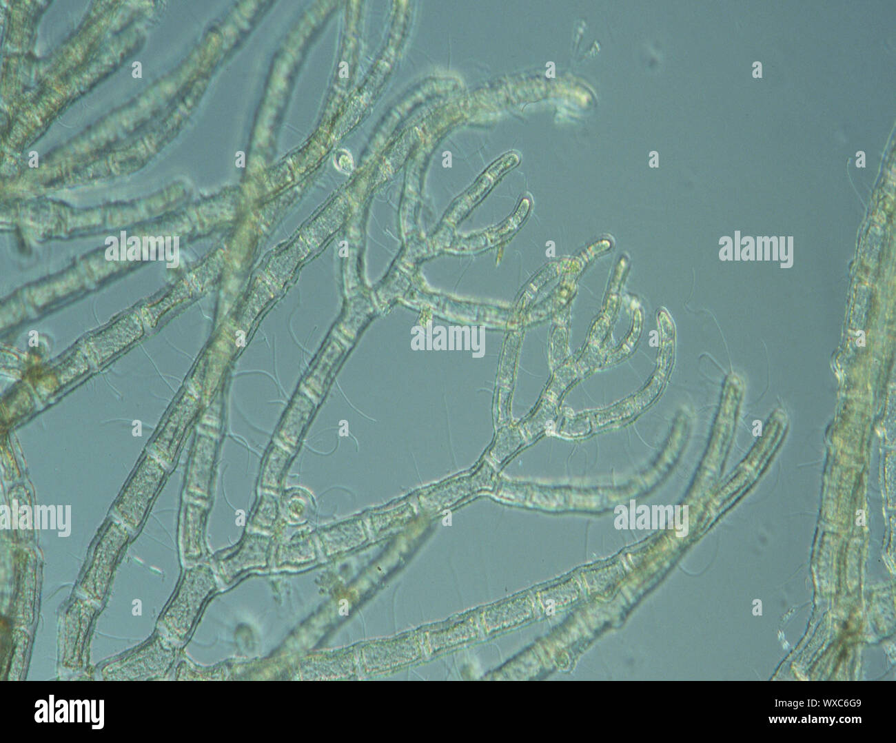 Sea red algae in the water under the microscope 100x Stock Photo - Alamy