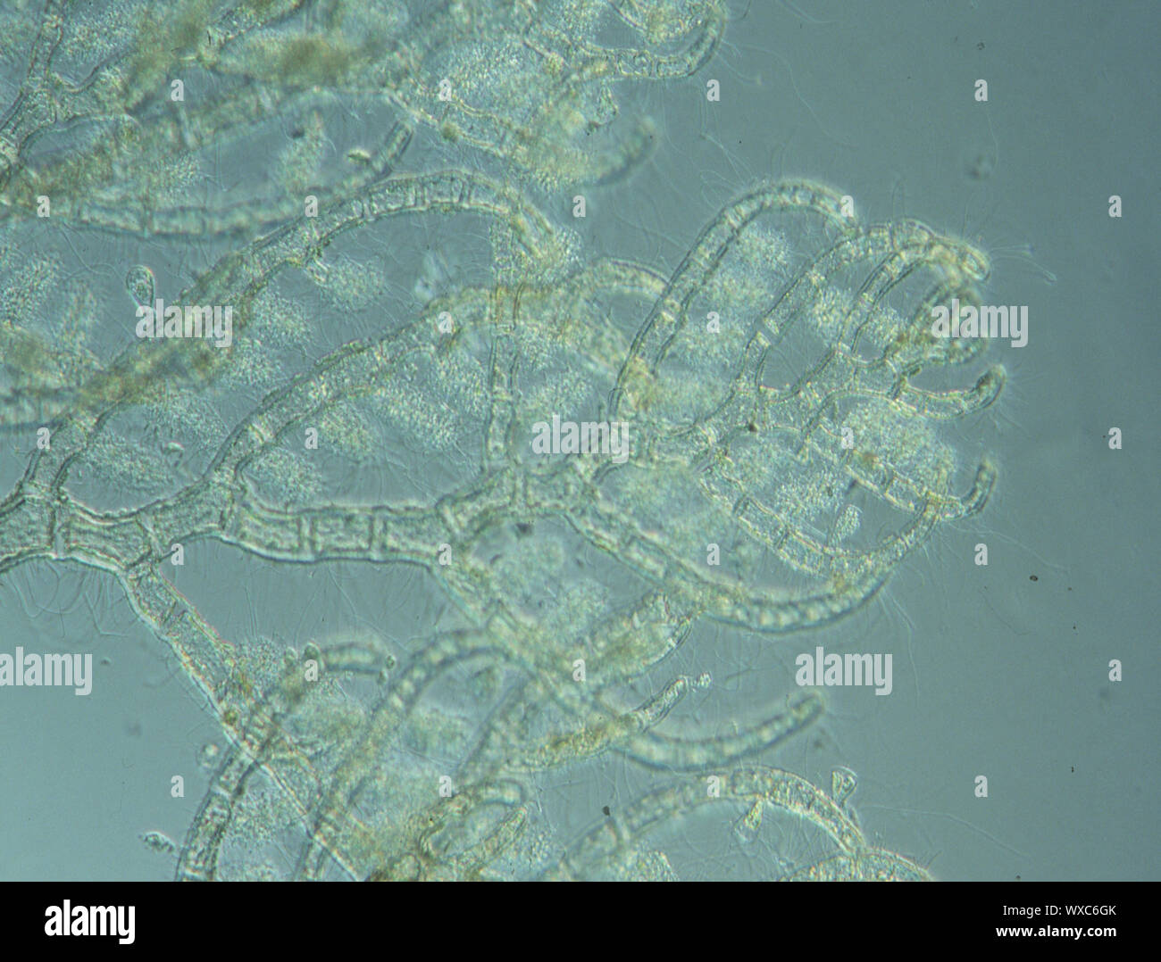 Sea water microscope hi-res stock photography and images - Alamy