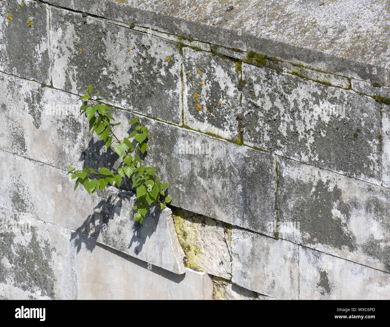 Tree sprouted in the wall Stock Photo - Alamy
