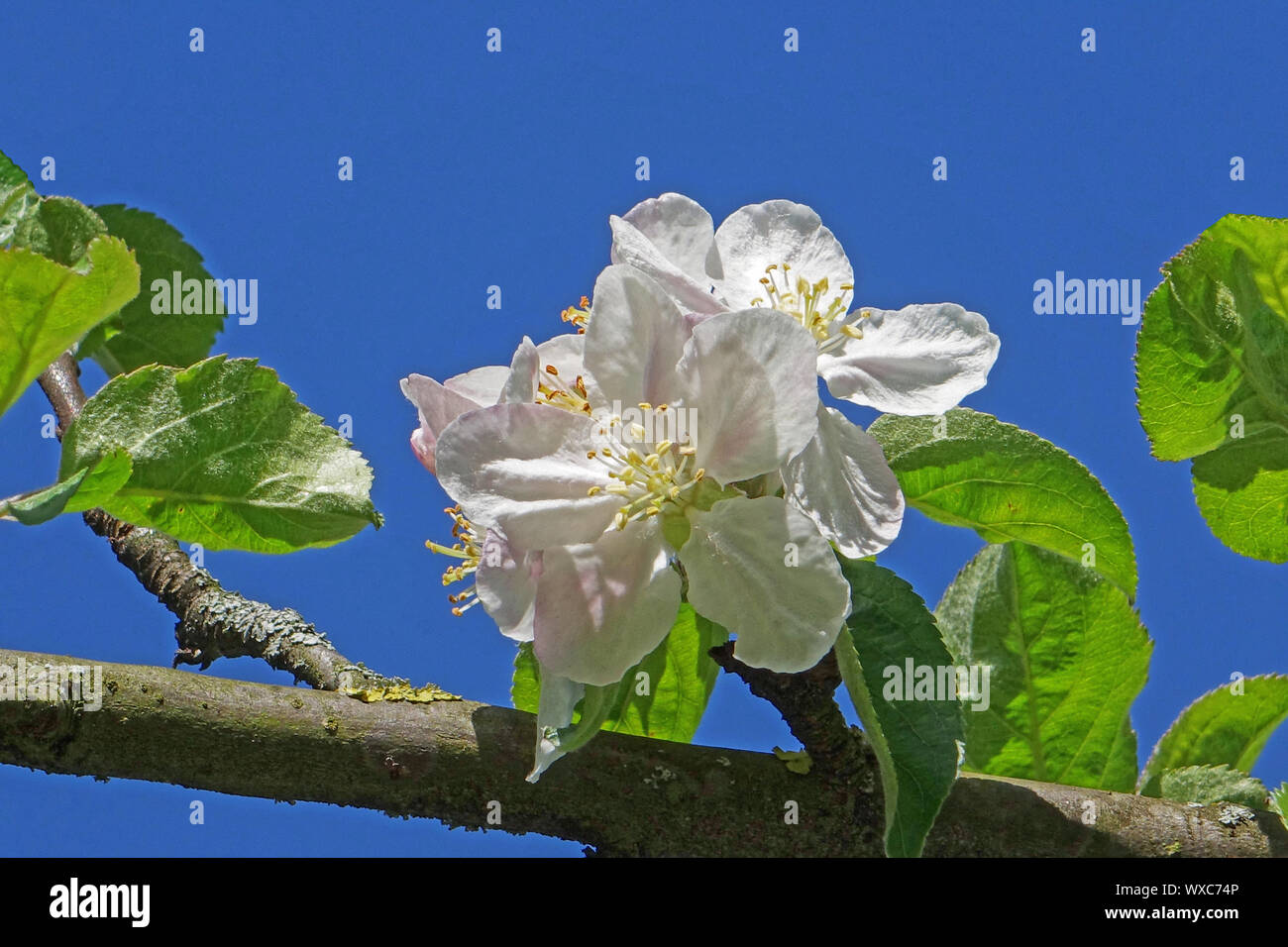 Apple blossom time in hi-res stock photography and images - Alamy