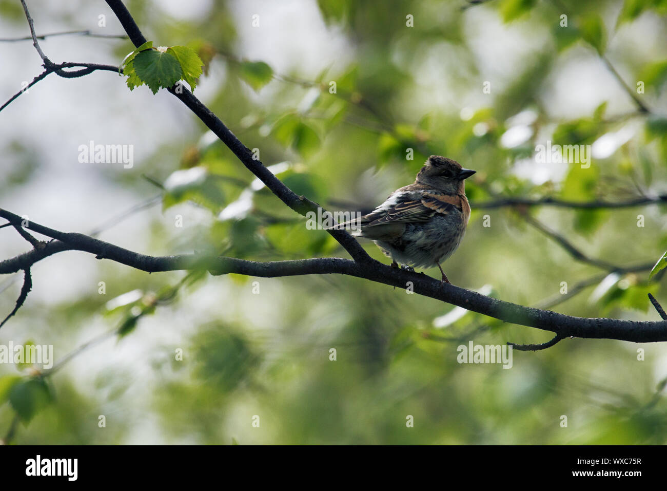 Granivorous birds hi-res stock photography and images - Alamy