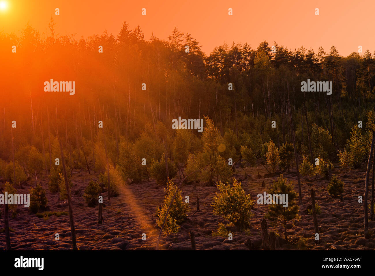 magic evening light in the woods Stock Photo - Alamy