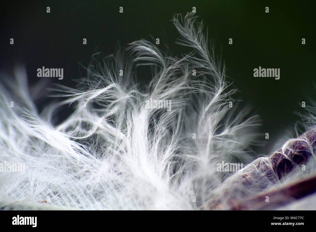 Wind Carry Seeds High Resolution Stock Photography and Images - Alamy