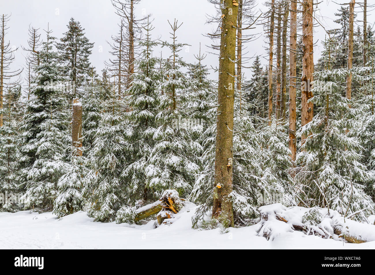 Winterwandern im nationalpark hi-res stock photography and images - Alamy