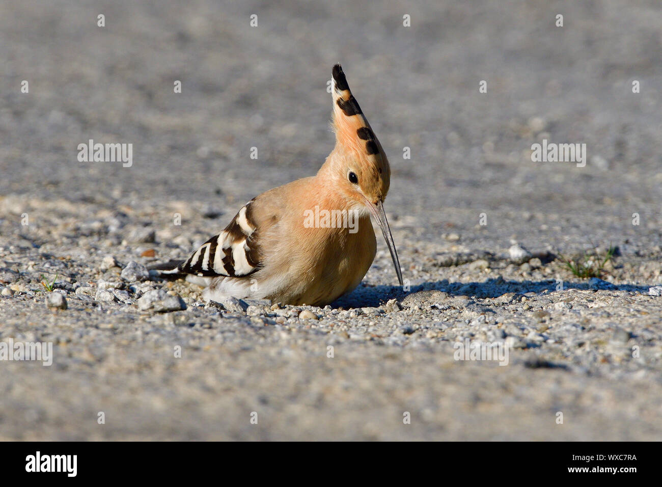 Hoopoe branch hi-res stock photography and images - Alamy