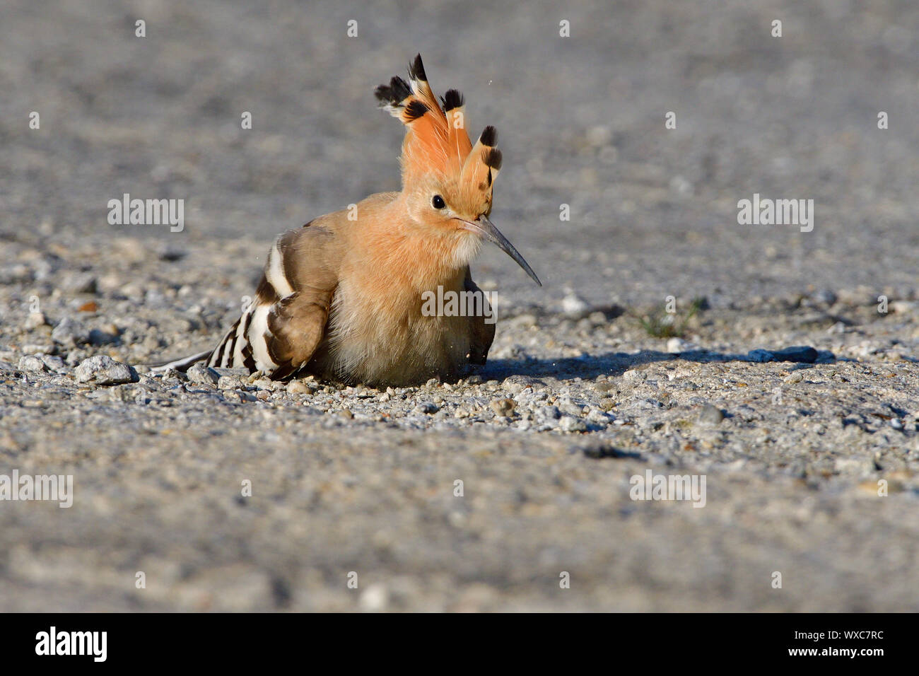 Hoopoe crest hi-res stock photography and images - Alamy