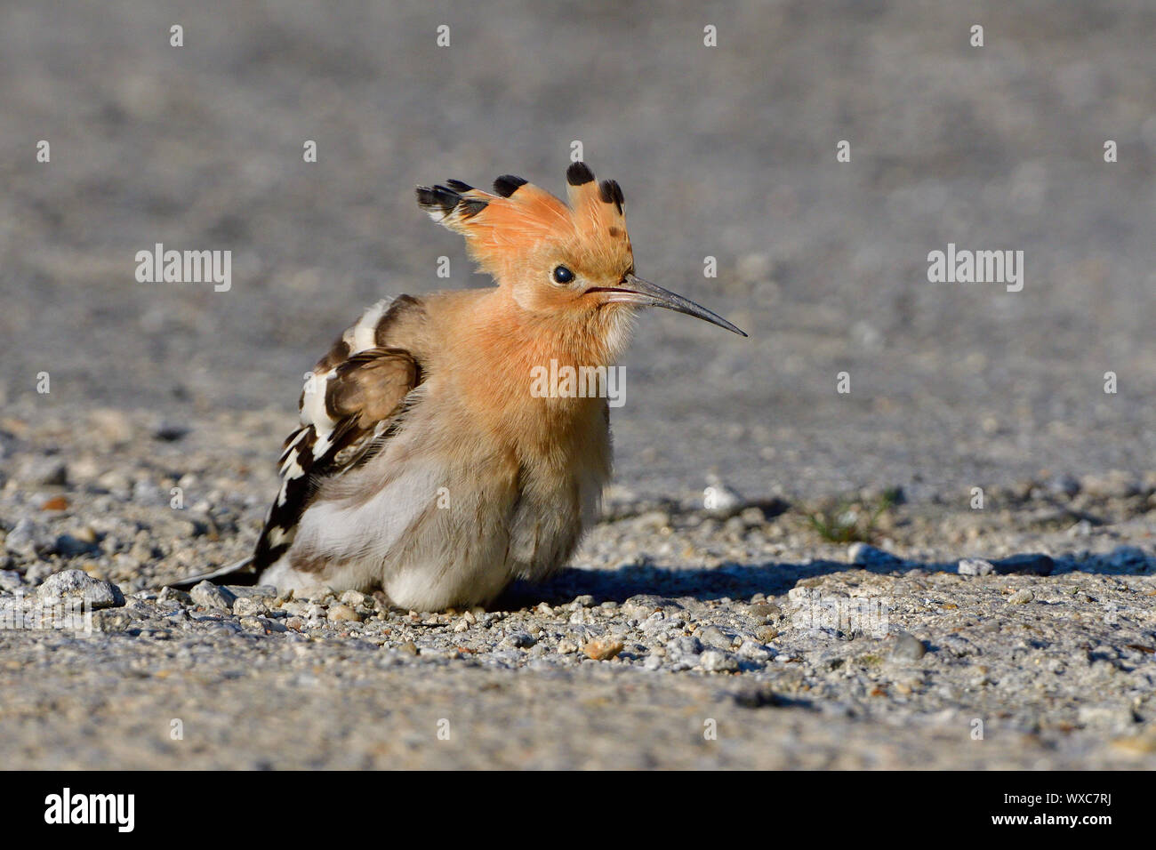 Eurasian bird hi-res stock photography and images - Alamy