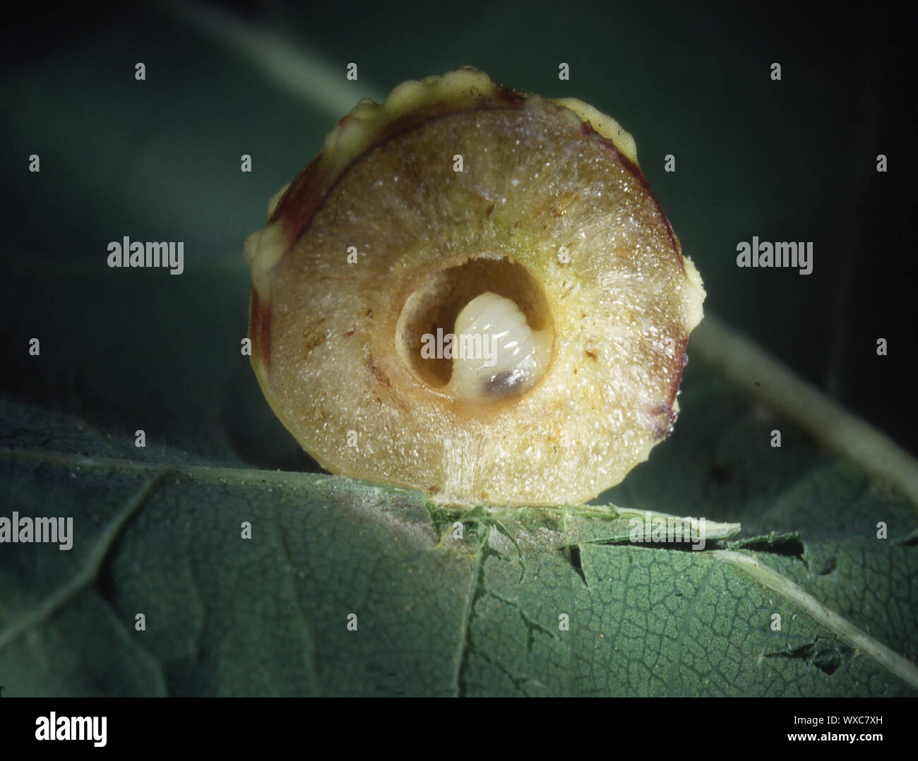 Oak apple with insect larvae Stock Photo - Alamy