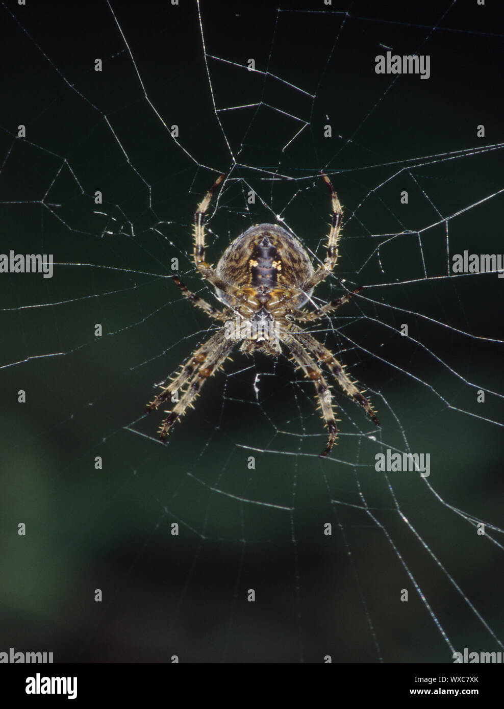 Garden spider is crouching in the net and waiting for prey Stock Photo ...