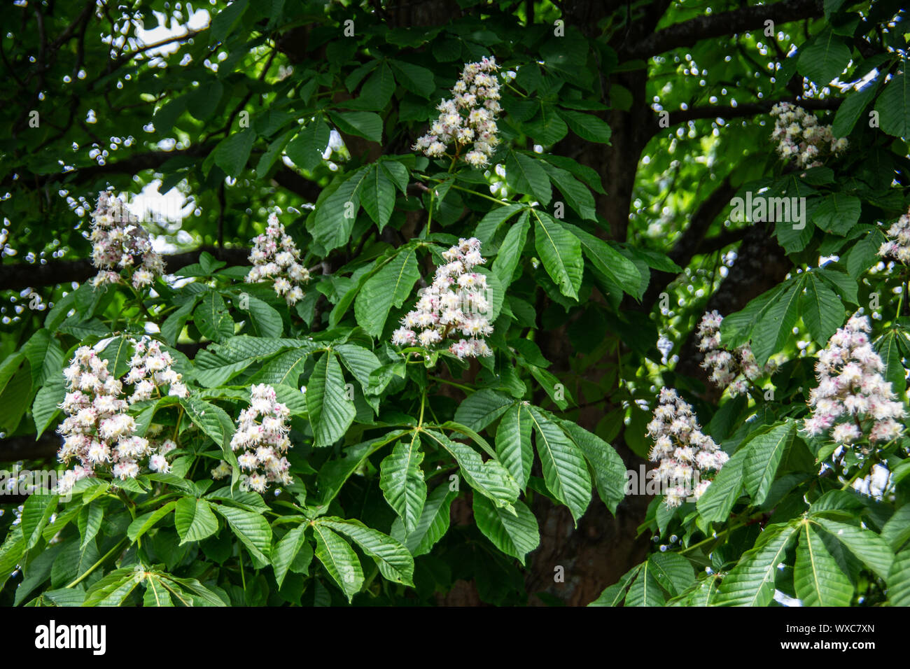Chestnut tree in full bloom with upright inflorescences Stock Photo - Alamy