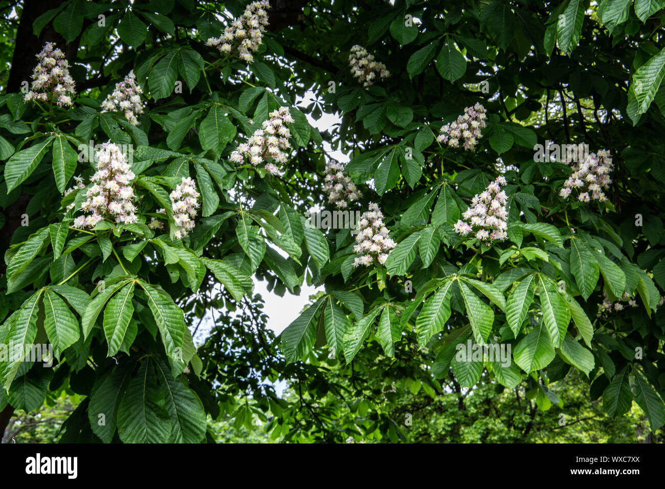 Chestnut tree in full bloom with upright inflorescences Stock Photo - Alamy