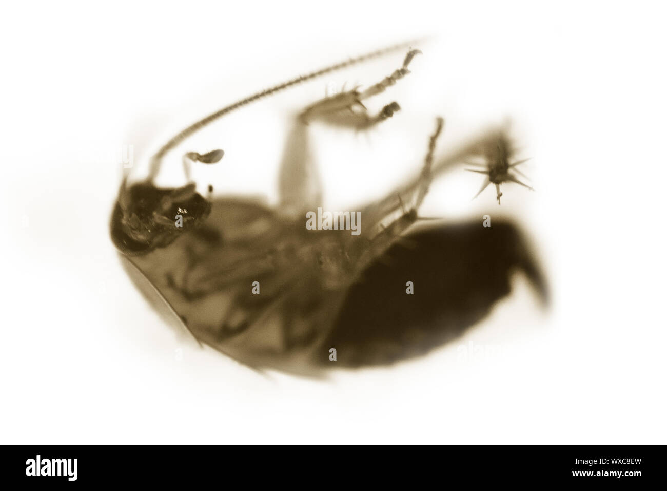 Sea cockroach hi-res stock photography and images - Alamy