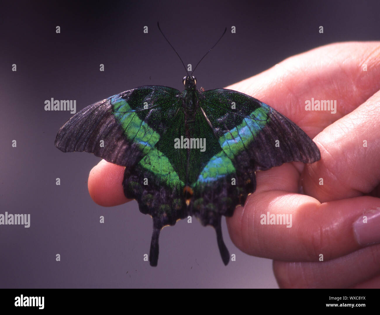 tropical swallowtail butterfly sitting on finger Stock Photo - Alamy