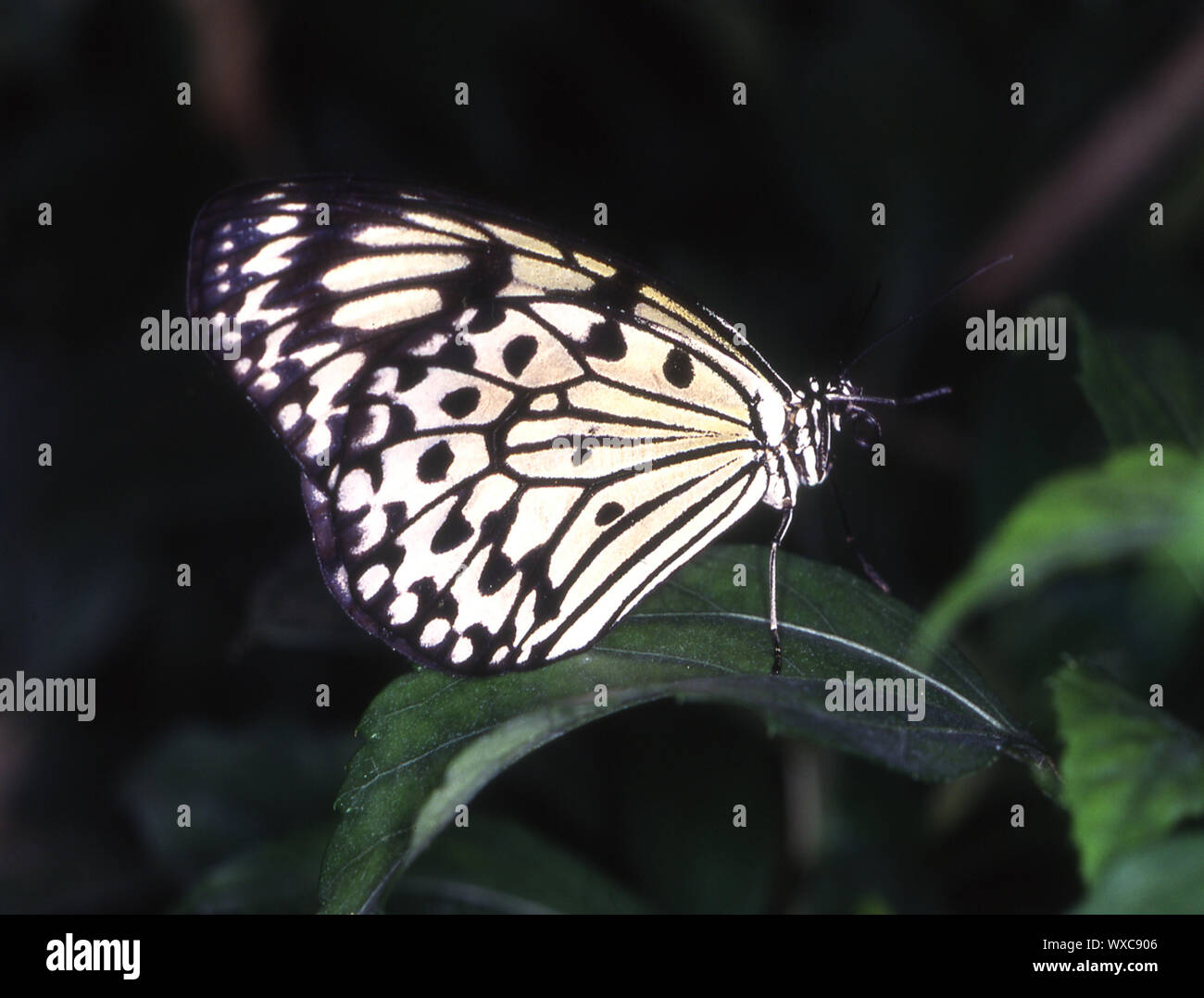 white tree nymph tropical butterfly on leaf Stock Photo - Alamy