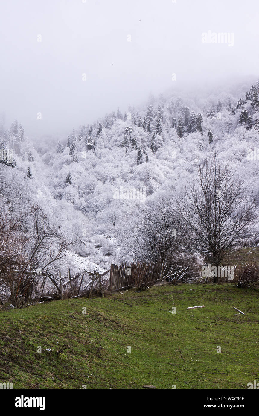 Snow covering trees hi-res stock photography and images - Alamy