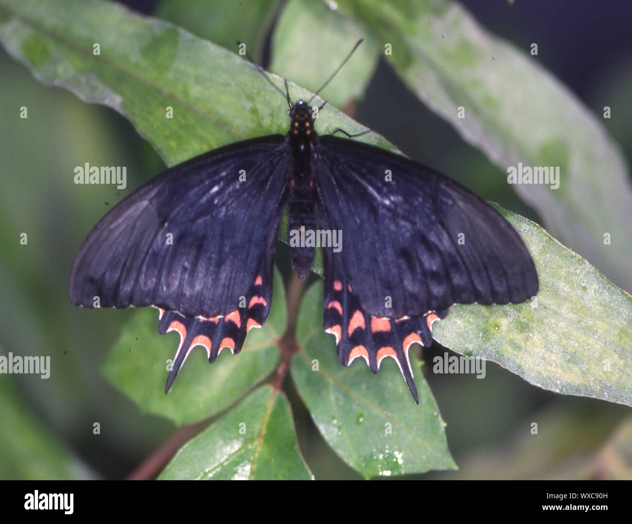 tropical swallowtail butterfly on leaves Stock Photo - Alamy