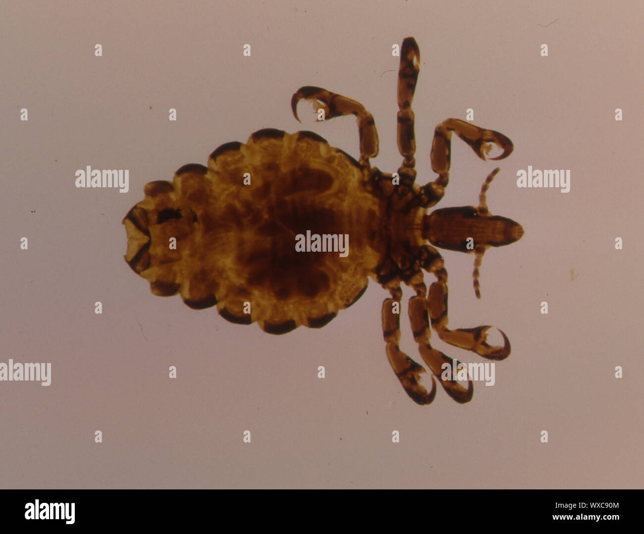 Pork Louse as a parasite under the microscope 50x Stock Photo - Alamy