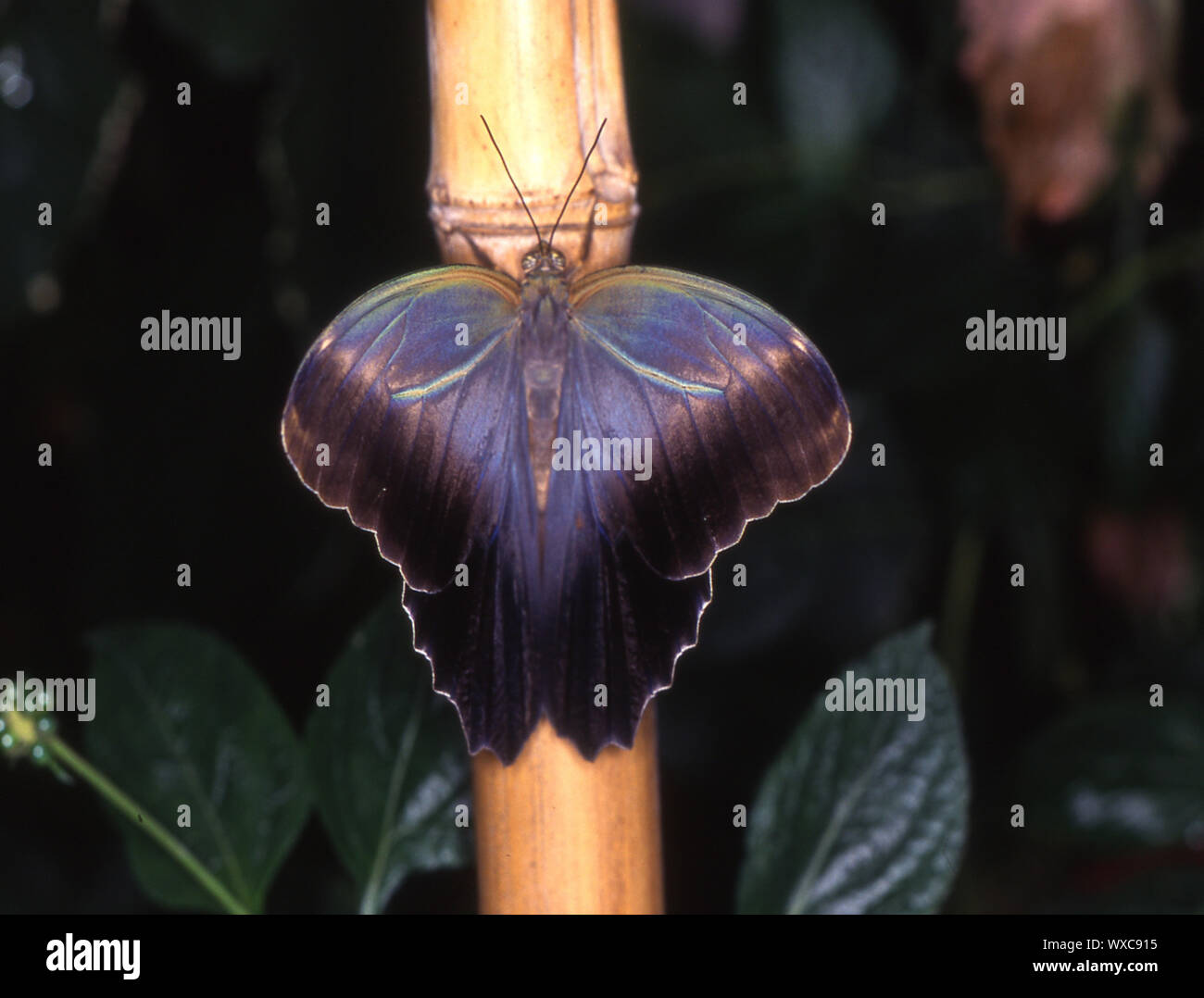 Tropical moths hi-res stock photography and images - Alamy