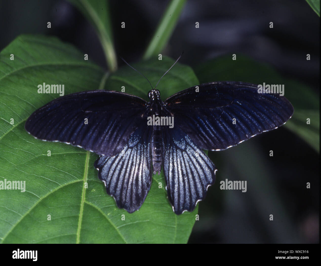 tropical swallowtail butterfly on leaves Stock Photo - Alamy