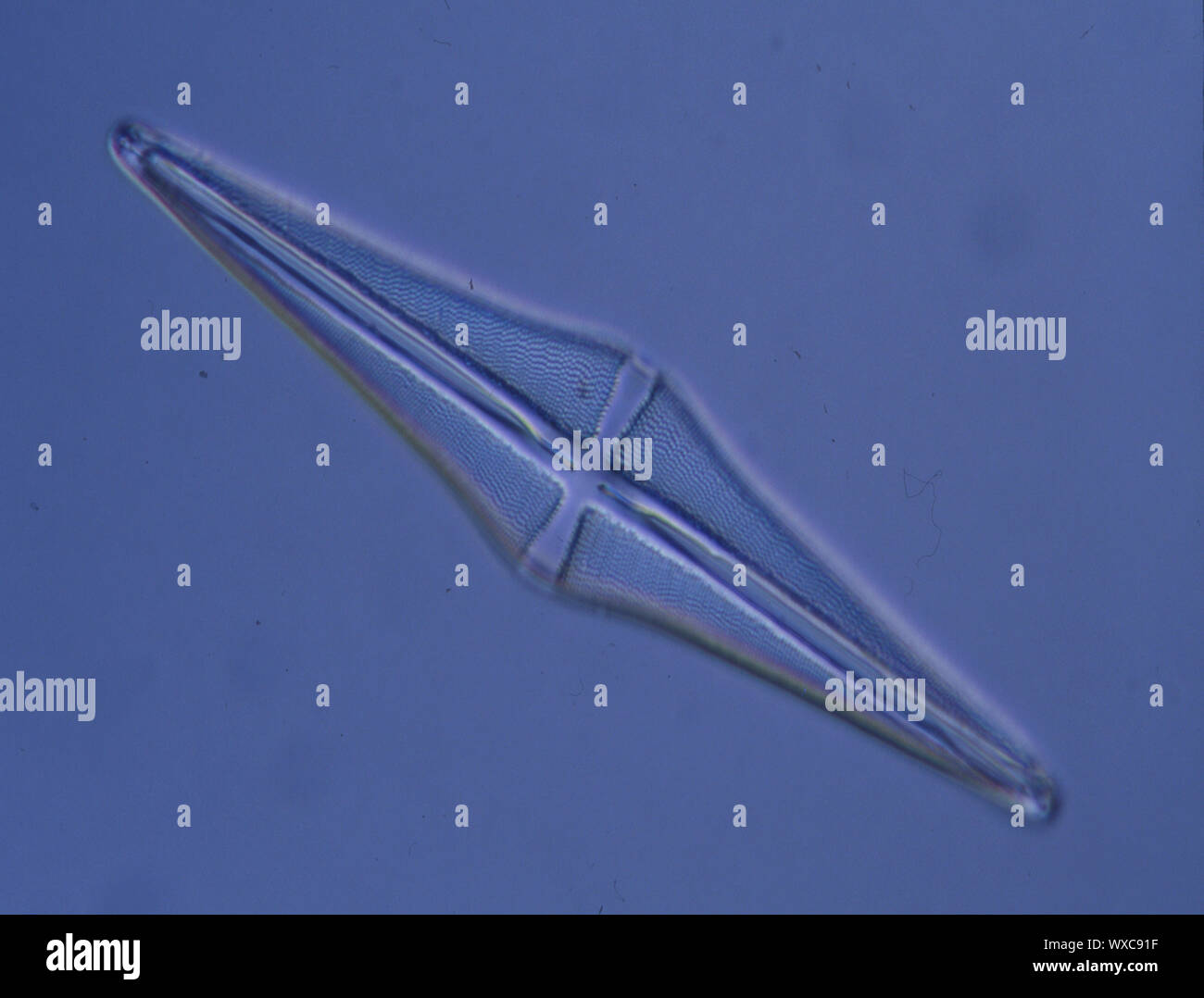 Diatoms from the sea under the microscope 100x Stock Photo - Alamy
