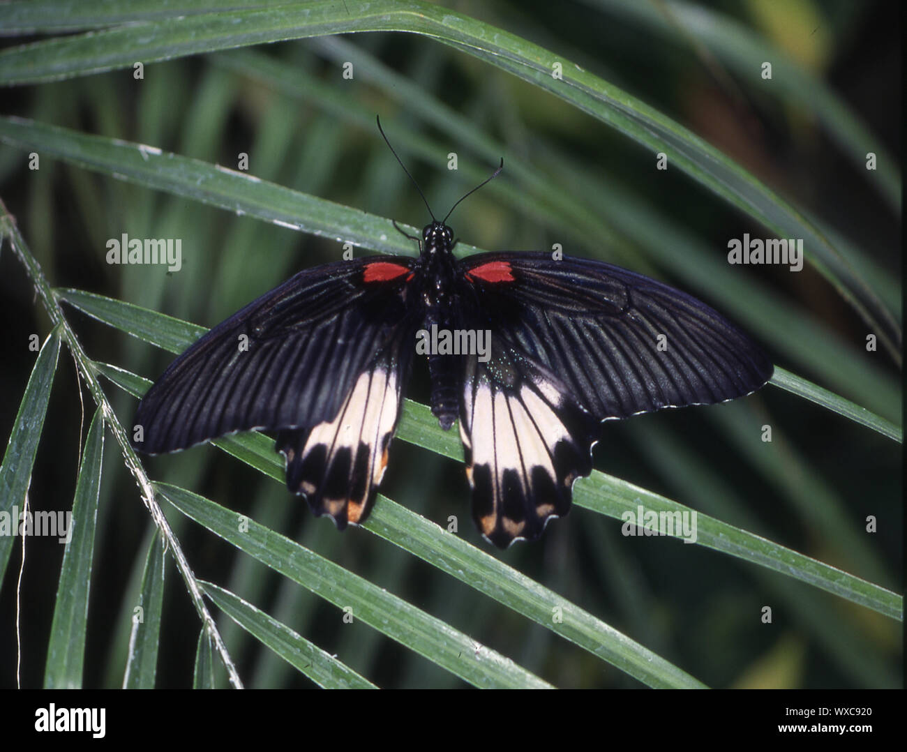 tropical swallowtail butterfly on leaves Stock Photo - Alamy