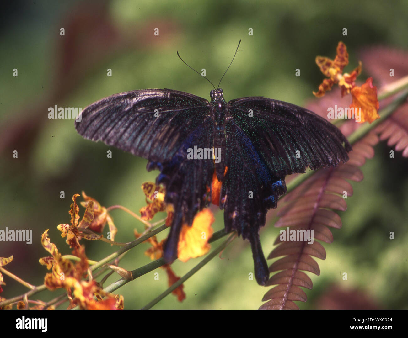 Swallowtail moth hi-res stock photography and images - Alamy