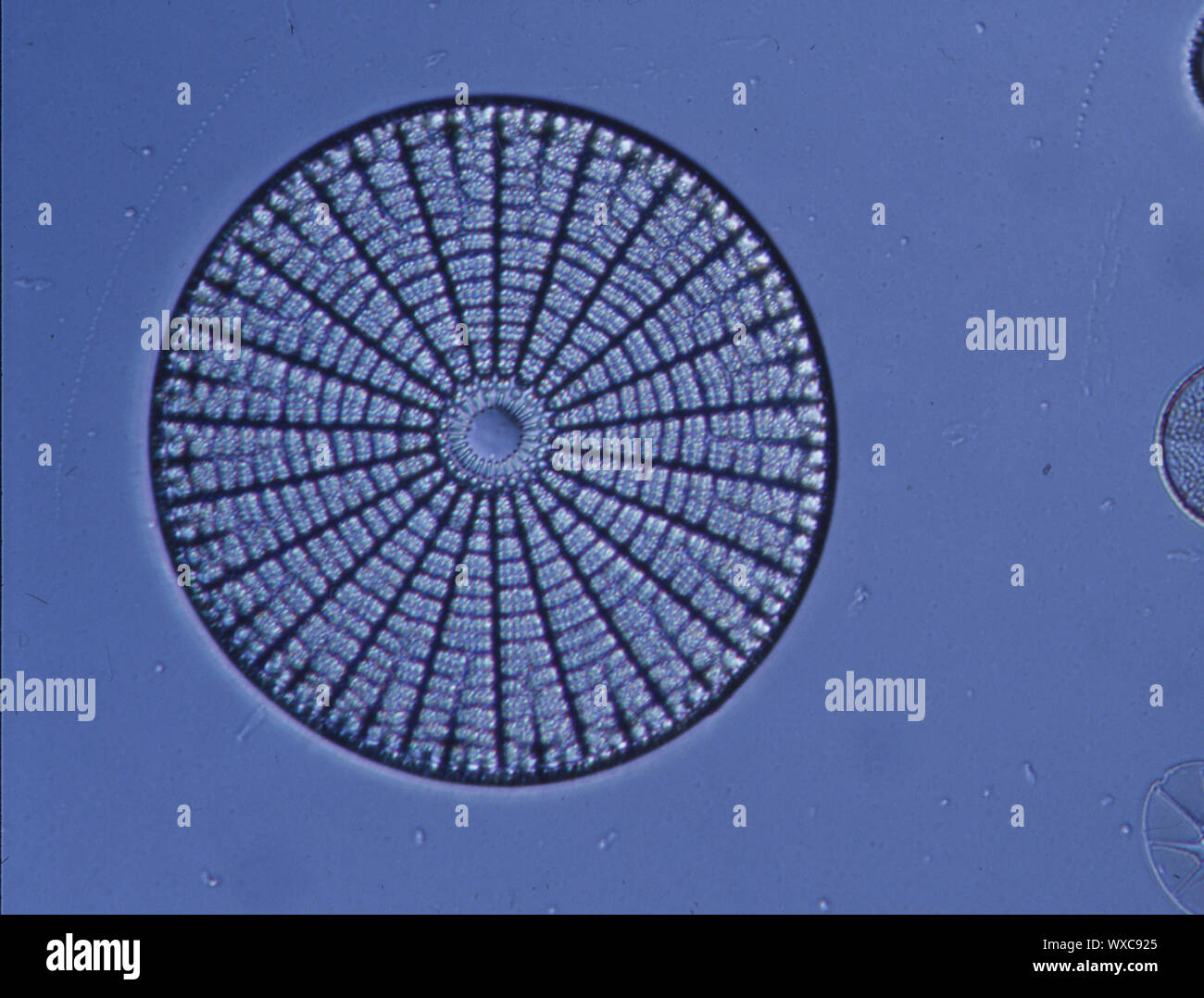 Diatoms Under A Microscope