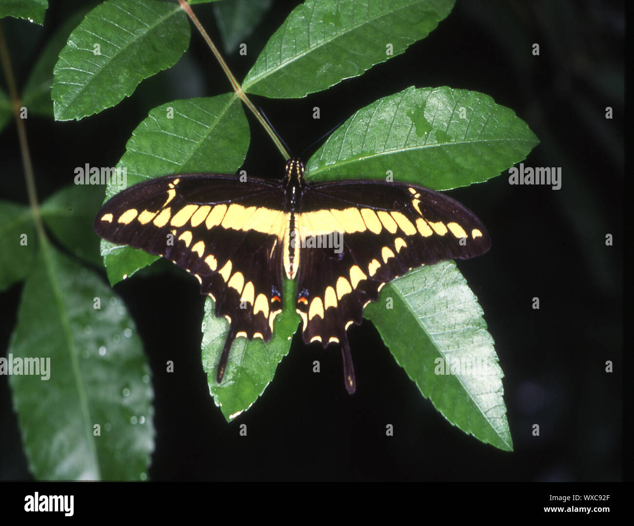 Swallowtail moth hi-res stock photography and images - Alamy