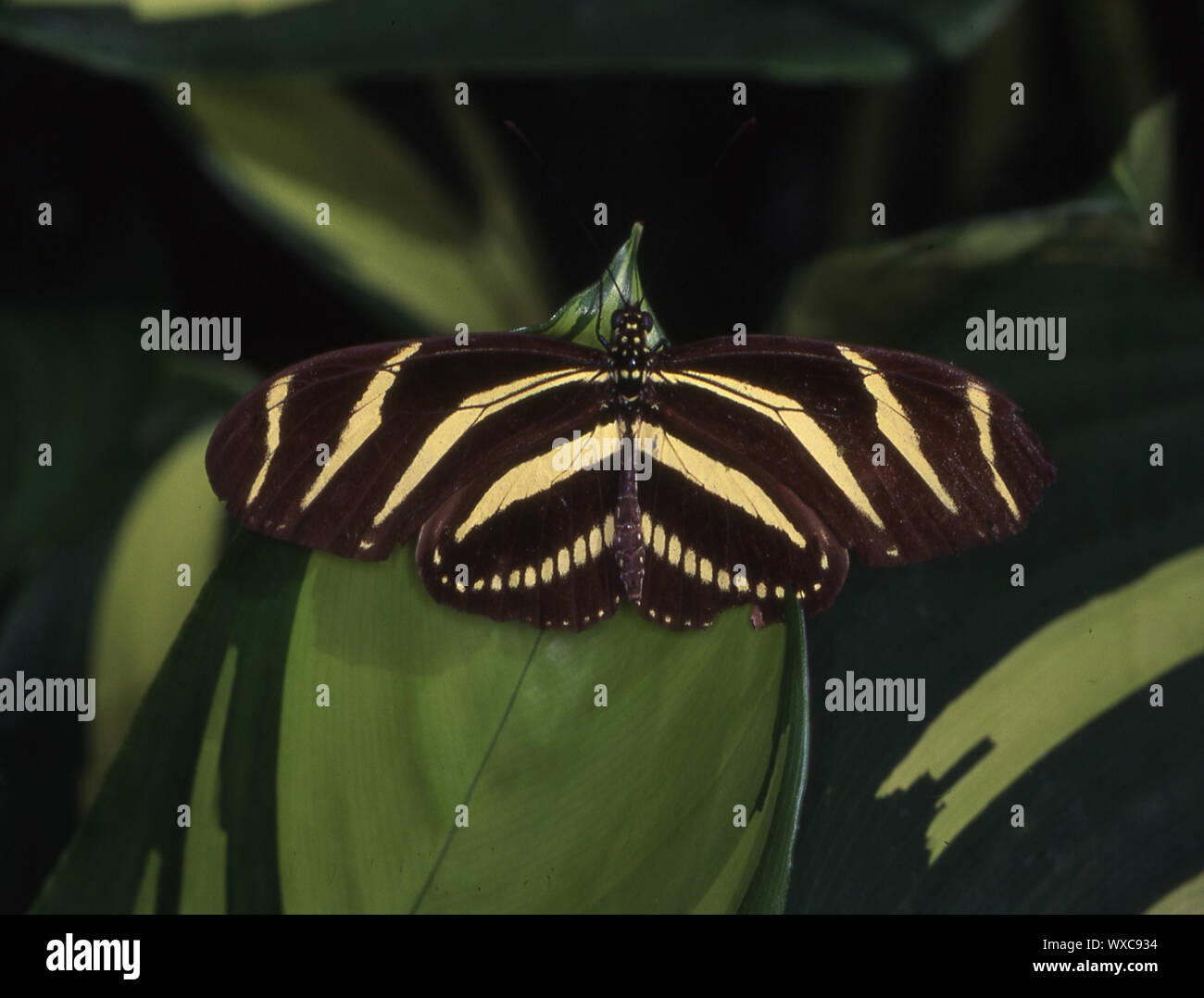 Tropical swallowtail moth hi-res stock photography and images - Alamy