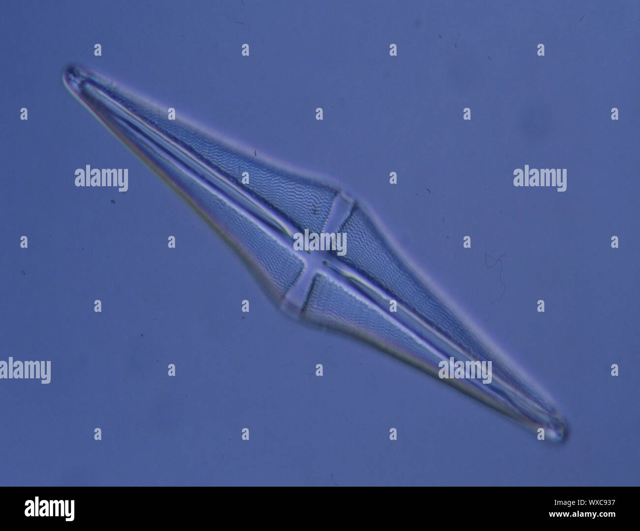 Diatoms microscope hi-res stock photography and images - Alamy