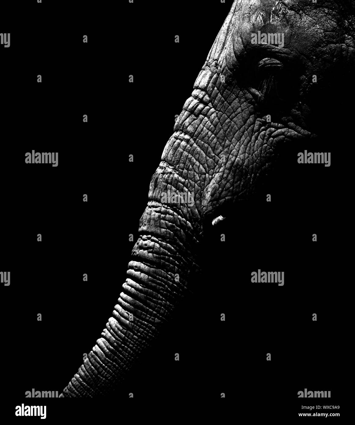 African parks elephant Black and White Stock Photos & Images - Alamy