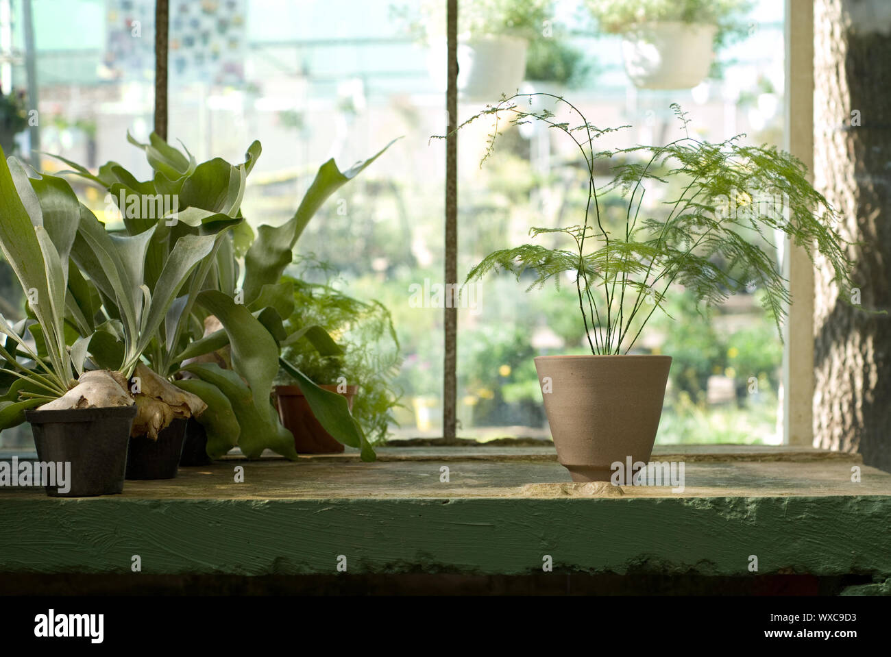 Row various potted plants hi-res stock photography and images - Alamy