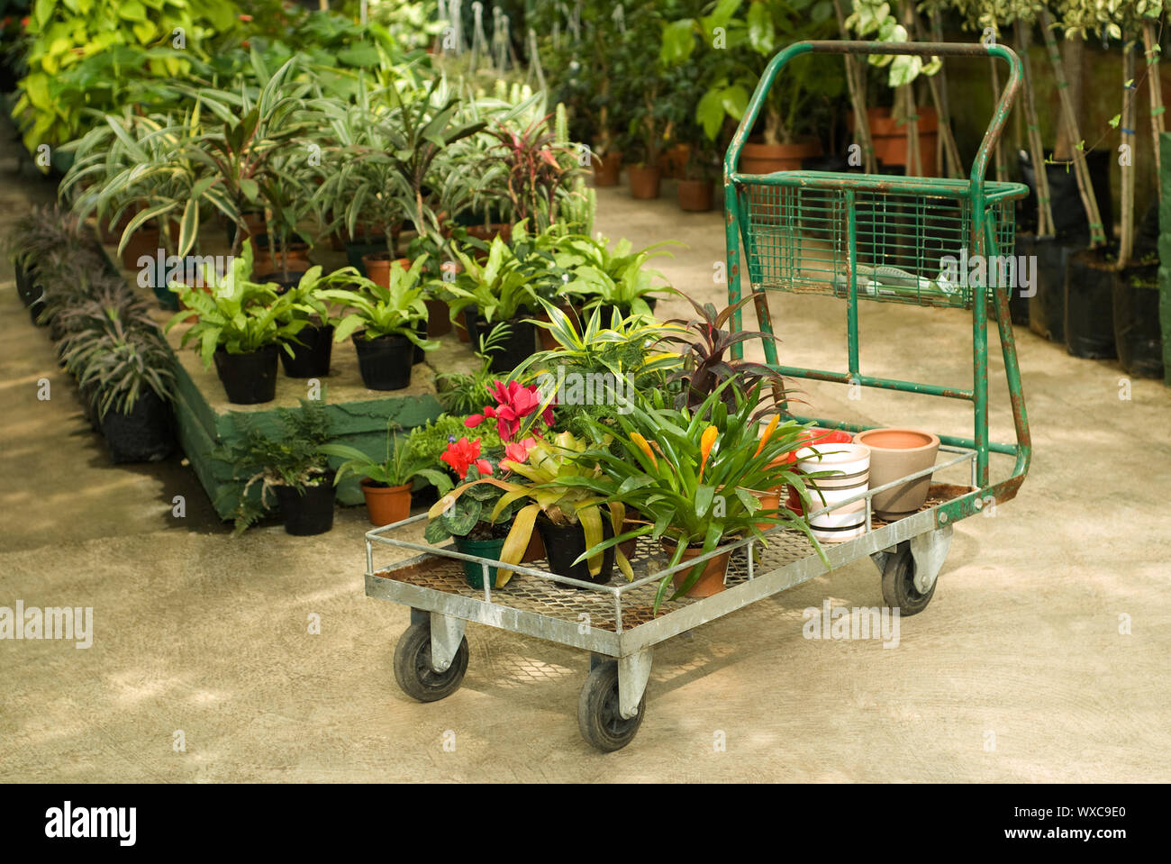 Nursery Plants Selected on a Trolley For Gardening Stock Photo - Alamy