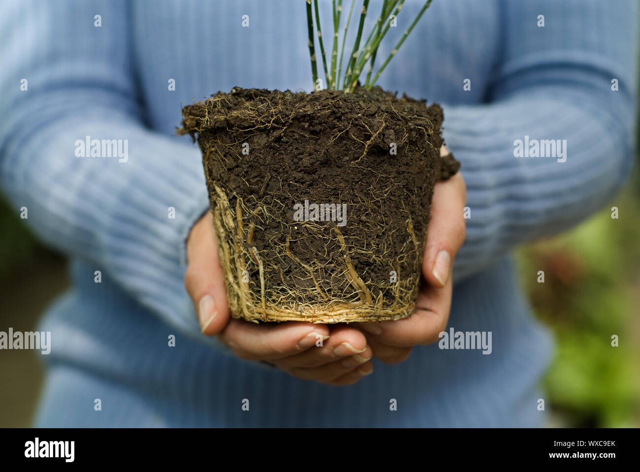 Hands Holding Plant Showing the Roots Stock Photo - Alamy