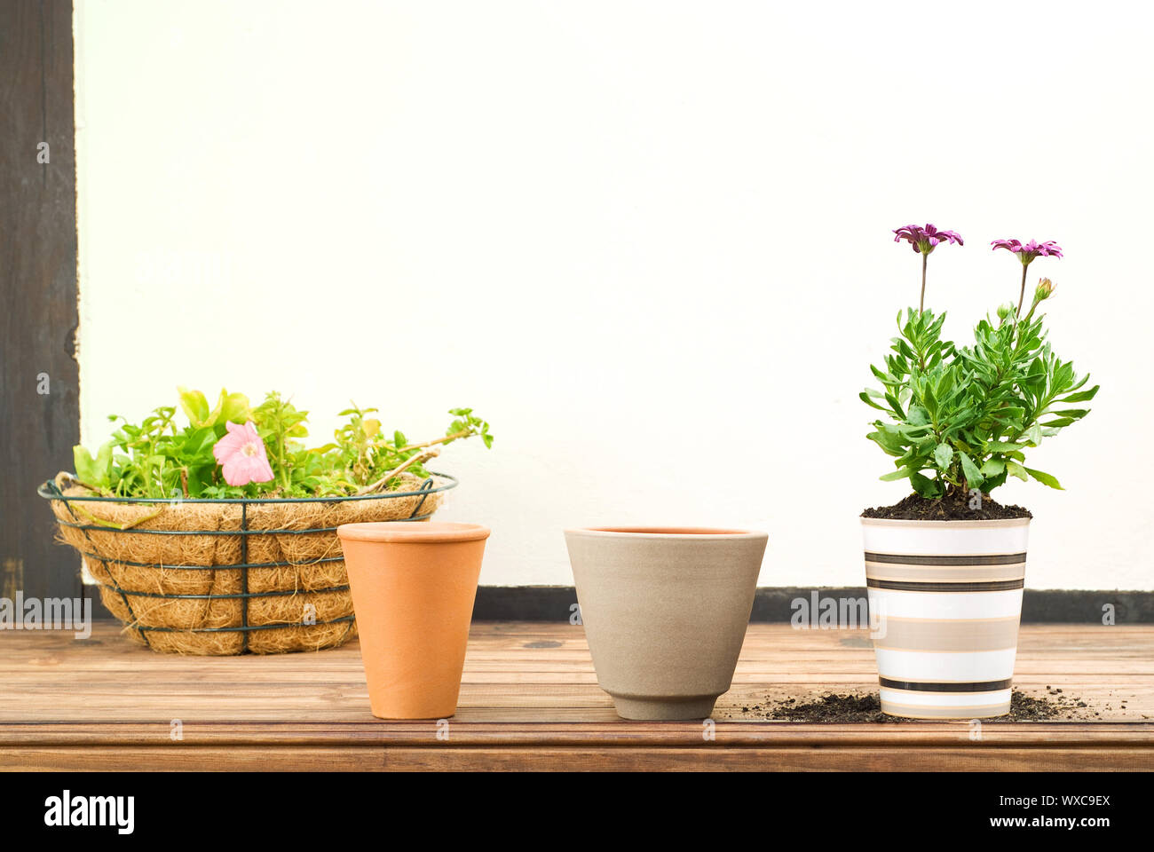 Three Flower Pots in a Row, Beautiful Purple Flower Planted in Pot ...