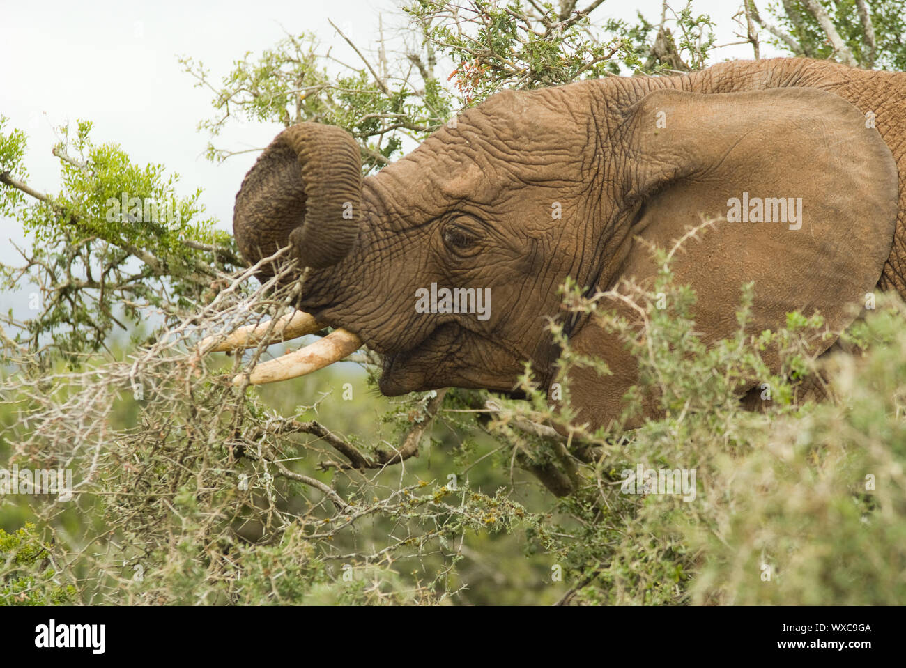 Elephant eating tree leave in South African national park safari Stock ...