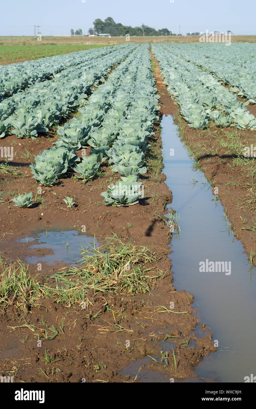 Cabbages growing in rural farm field with irrigation water Stock Photo ...