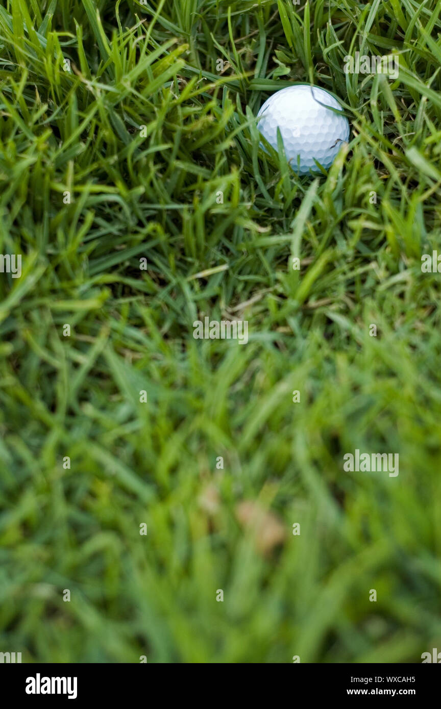 Golfing in the long grass hi-res stock photography and images - Alamy