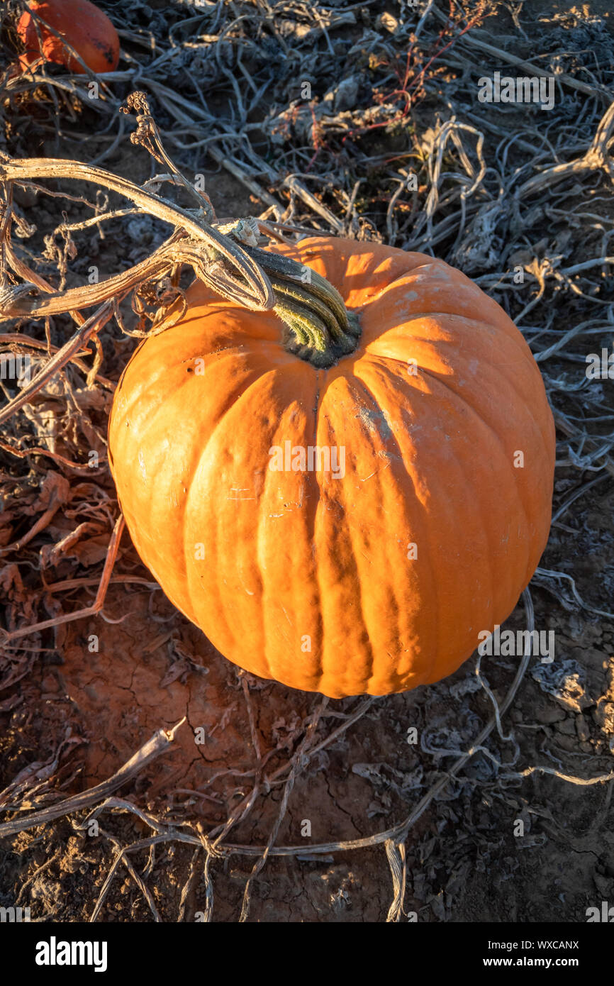 typical field of pumpkin Stock Photo - Alamy