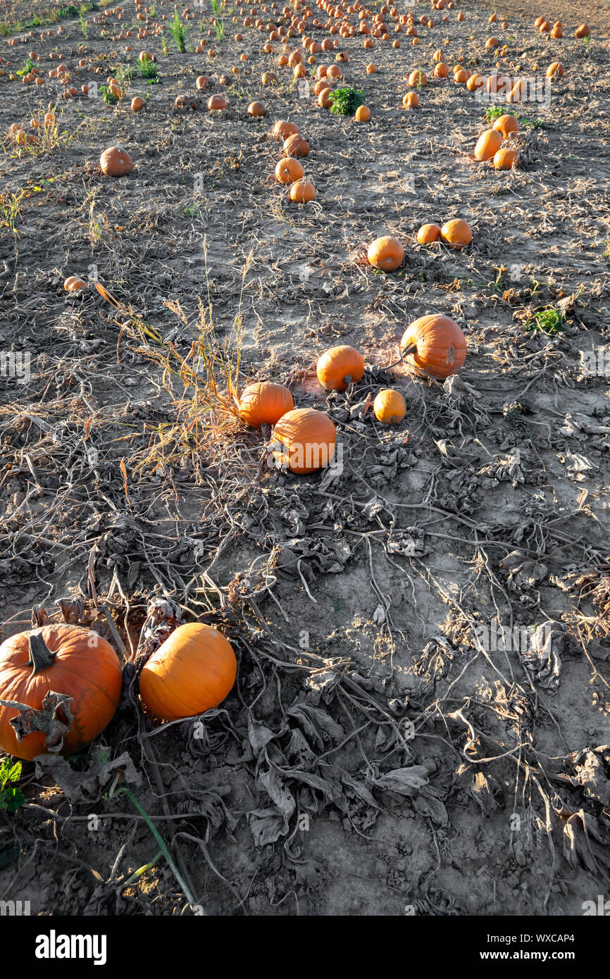 typical field of pumpkin Stock Photo - Alamy