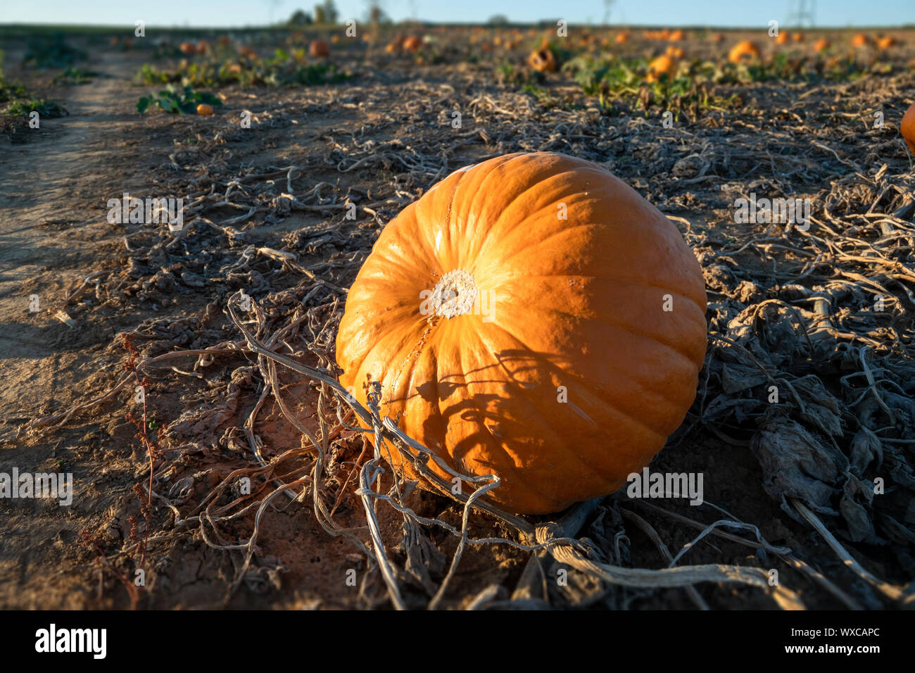 typical field of pumpkin Stock Photo - Alamy