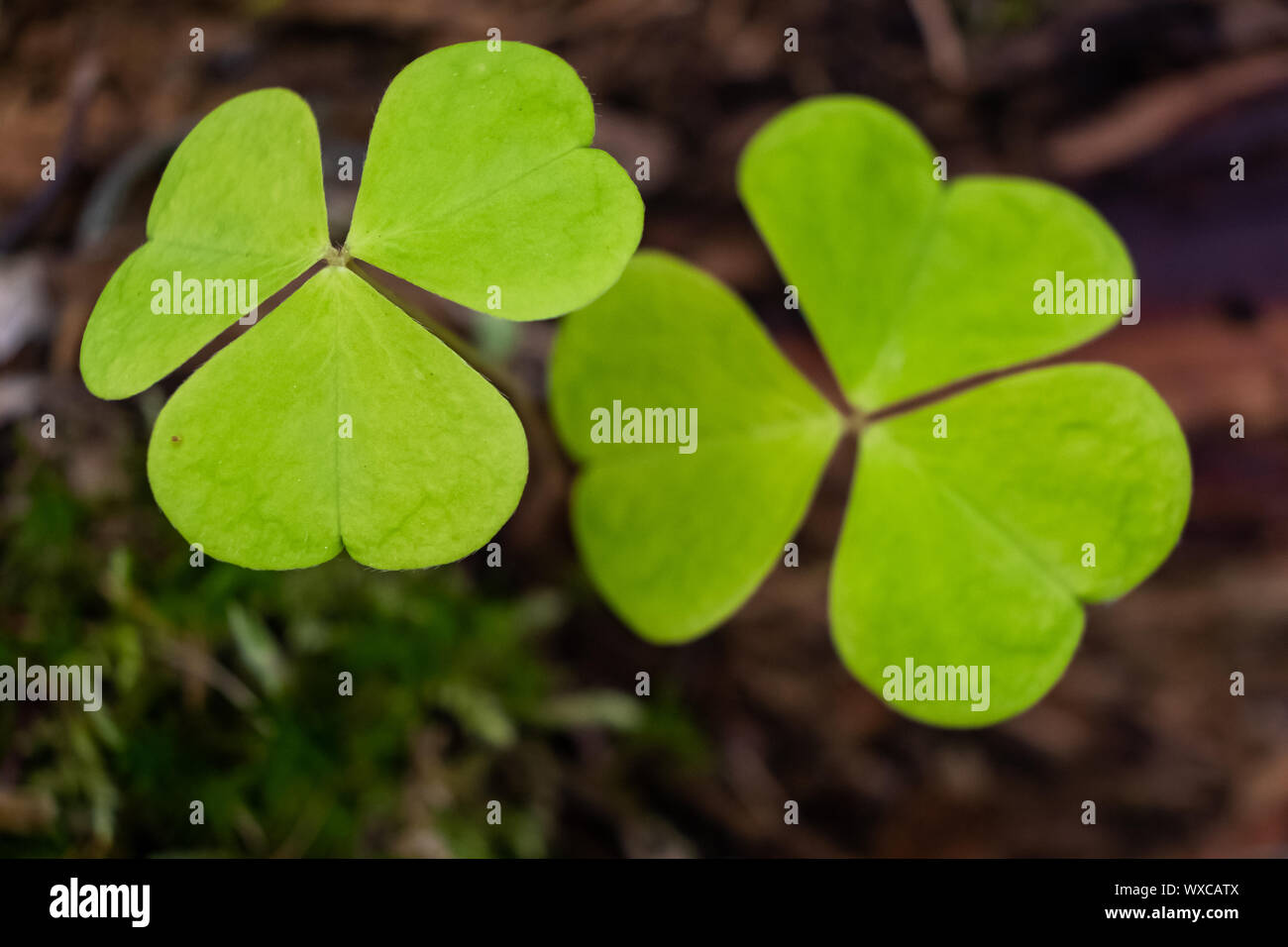 Kleeblatt see hi-res stock photography and images - Alamy