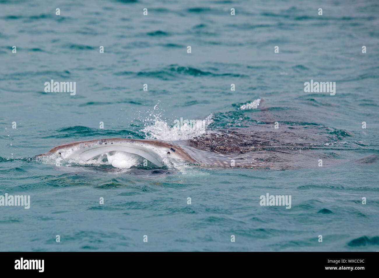 Whale Shark in low visibility water full of plankton Stock Photo - Alamy