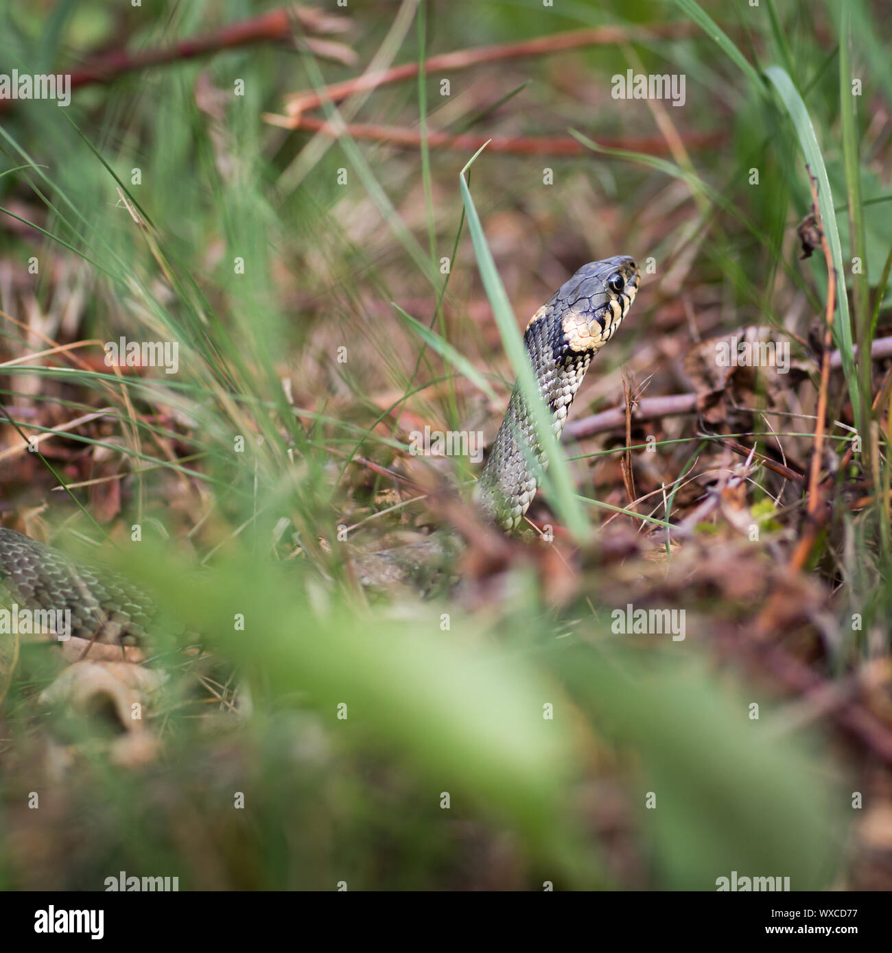 Grass snake (Aka Water snake; Natrix Natrix Stock Photo - Alamy