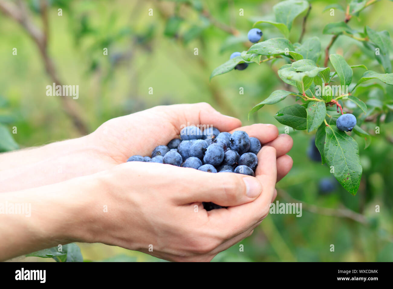 Picking Blueberries from a Blueberry Bush Stock Photo - Alamy