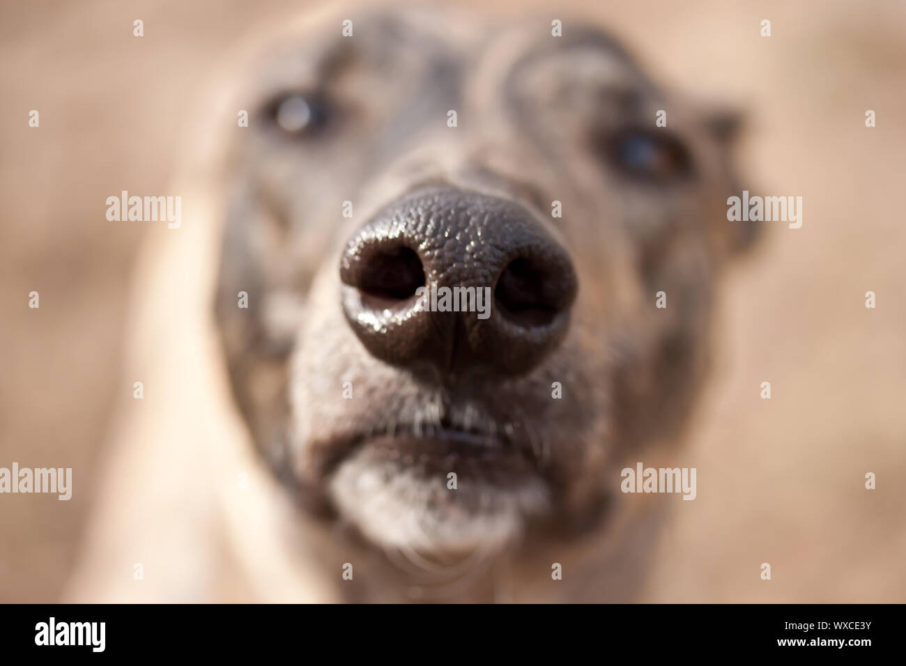 Close up image on dog's nostril Stock Photo - Alamy